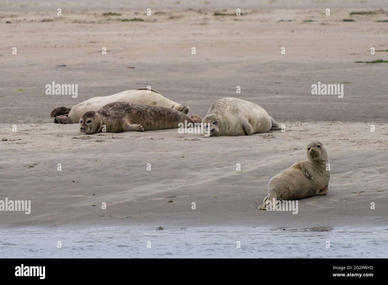 Fano denmark seals hi-res stock photography and images - Alamy