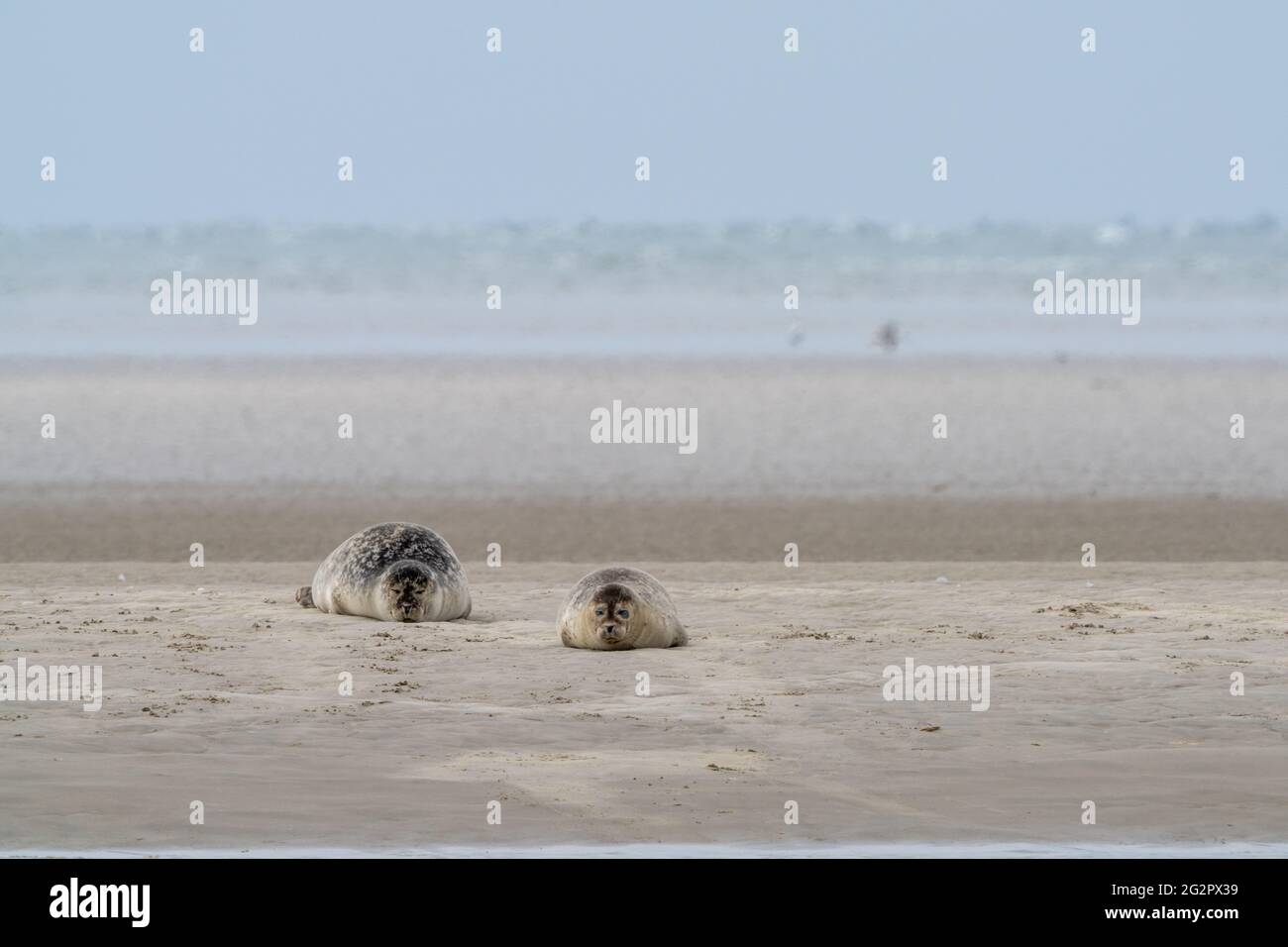 View of two common seals basking in the sun on a sandbank in the Wadden ...