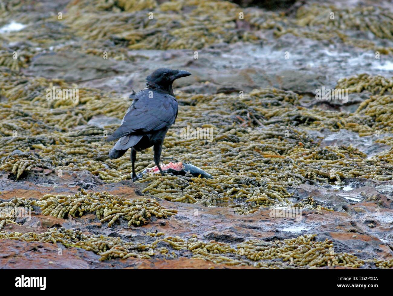 Australian Raven (Corvus coronoides coronoides) adult feeding on dead ...