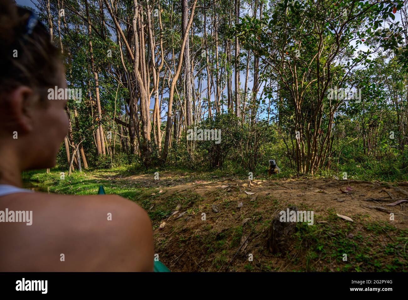 Island of lemures Stock Photo - Alamy