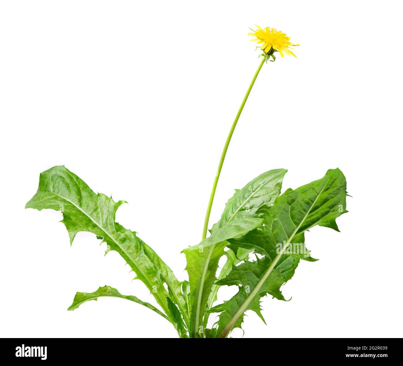 dandelion plant with flower isolated on white Stock Photo - Alamy