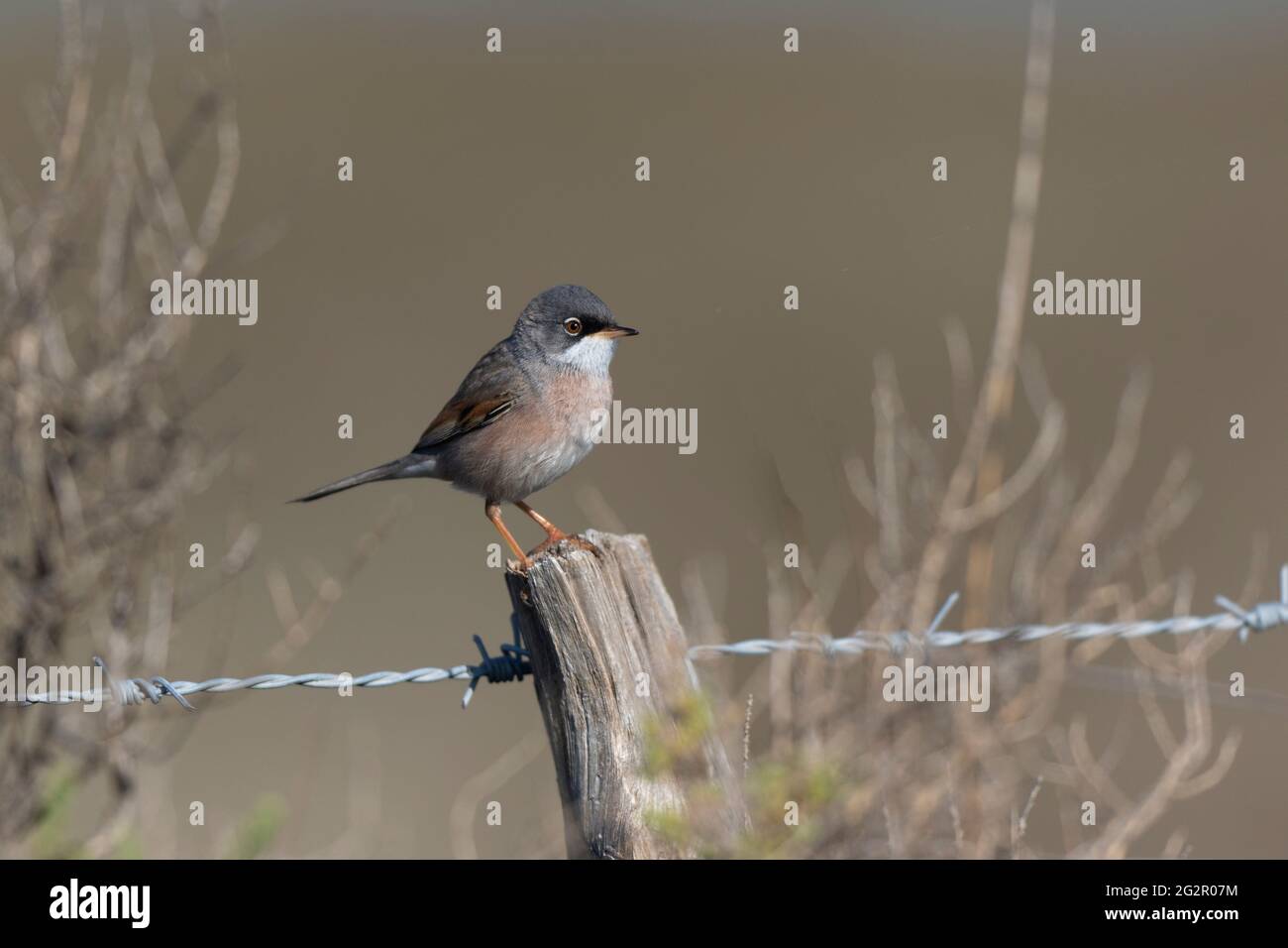 Spectacled Warbler Curruca conspicillata in close-up in the Camargue ...