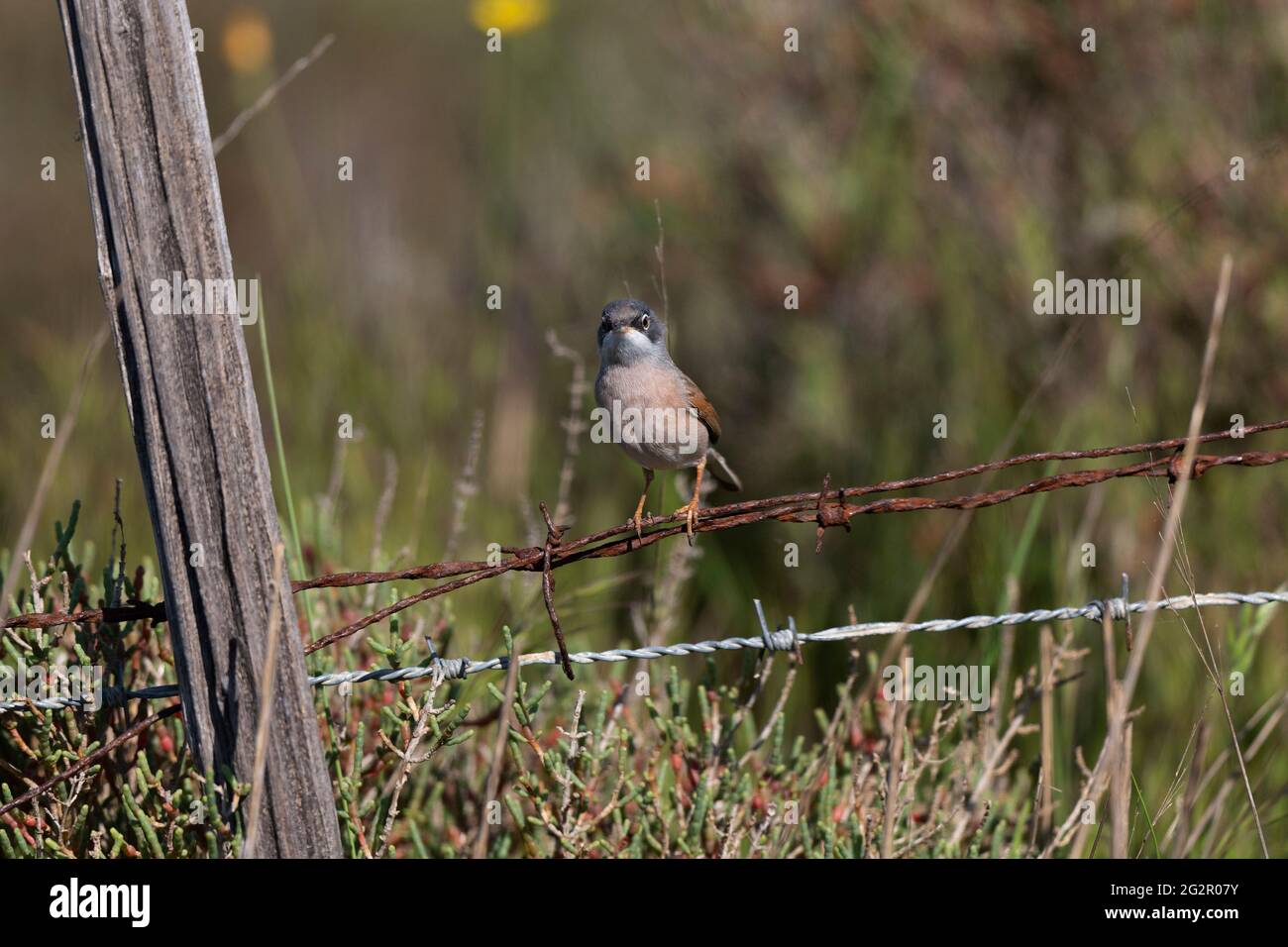 Spectacled Warbler Curruca conspicillata in close-up in the Camargue ...