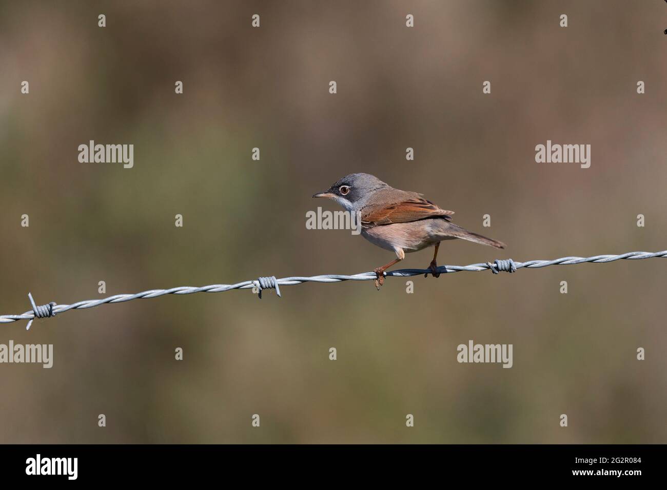 Spectacled Warbler Curruca conspicillata in close-up in the Camargue ...