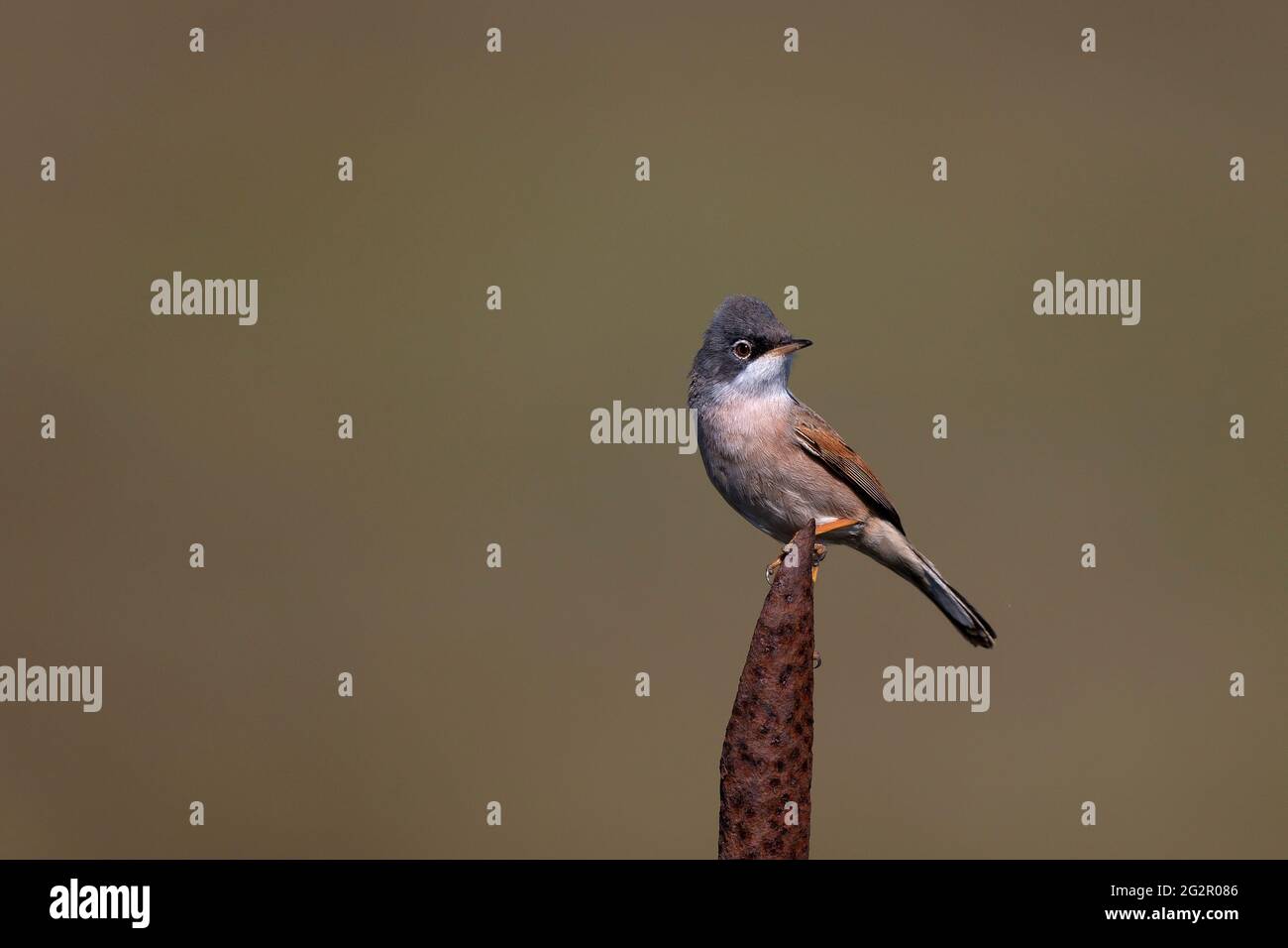 Spectacled Warbler Curruca conspicillata in close-up in the Camargue ...