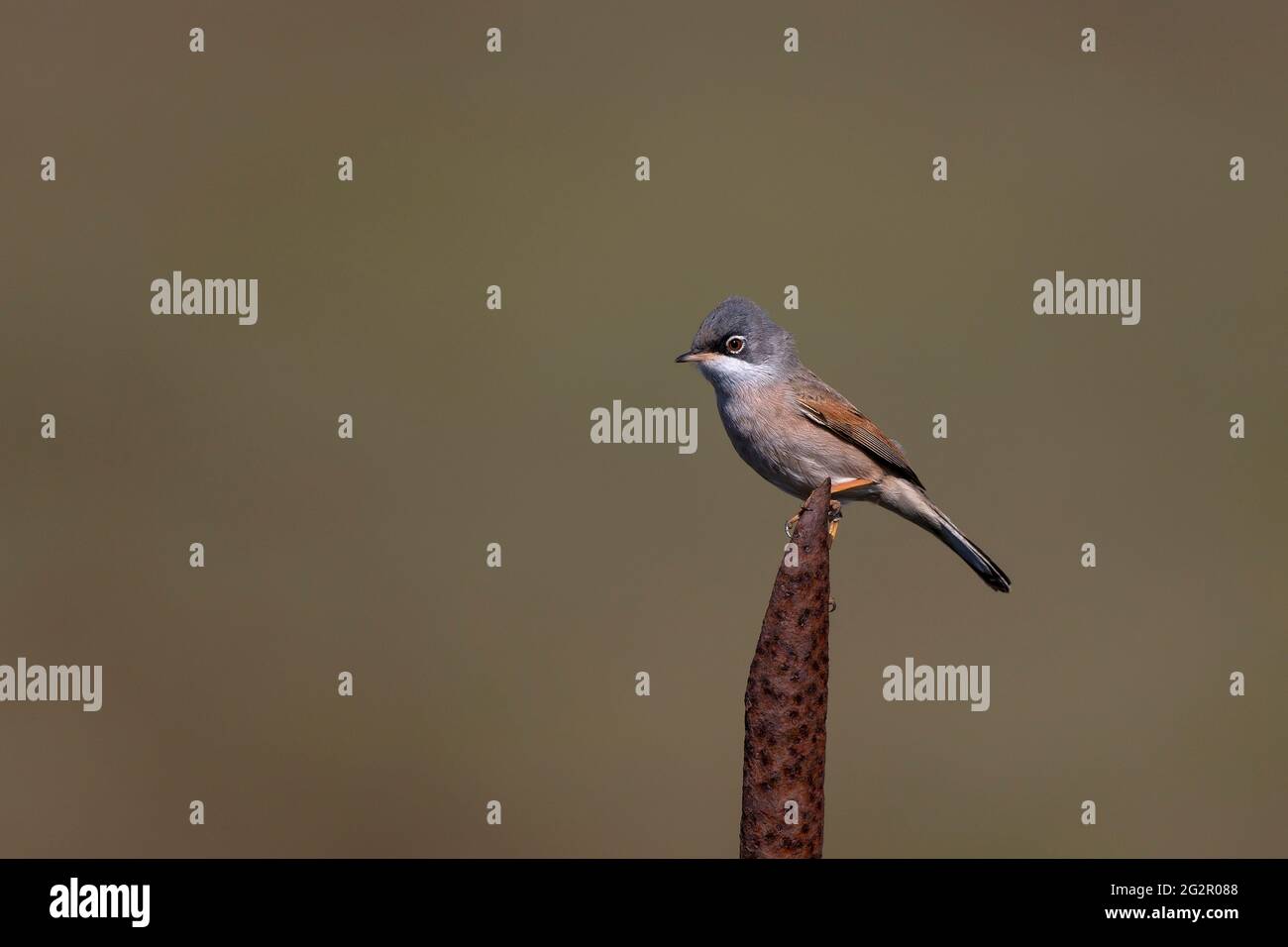 Spectacled Warbler Curruca conspicillata in close-up in the Camargue ...