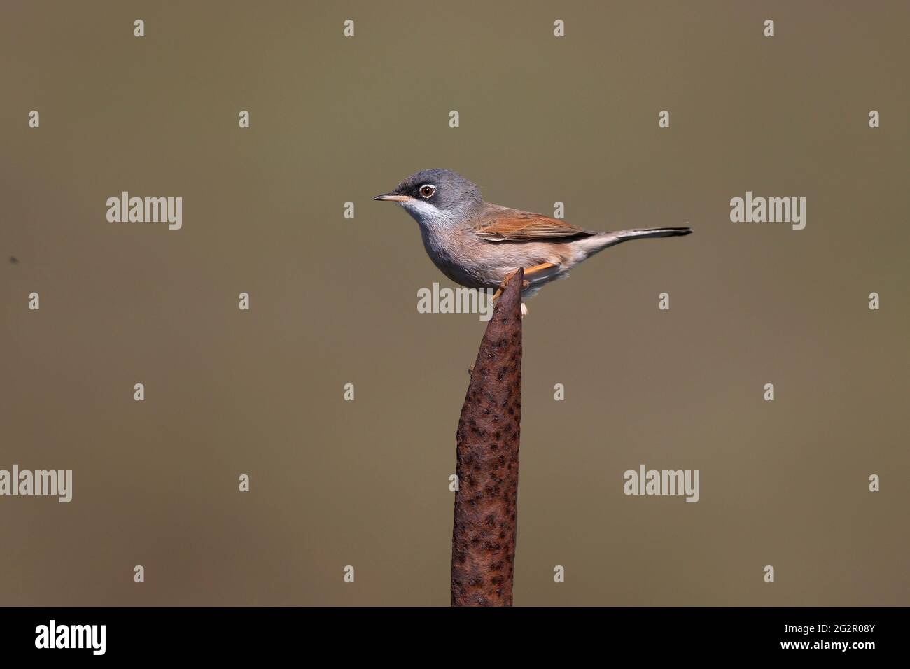 Spectacled Warbler Curruca conspicillata in close-up in the Camargue ...