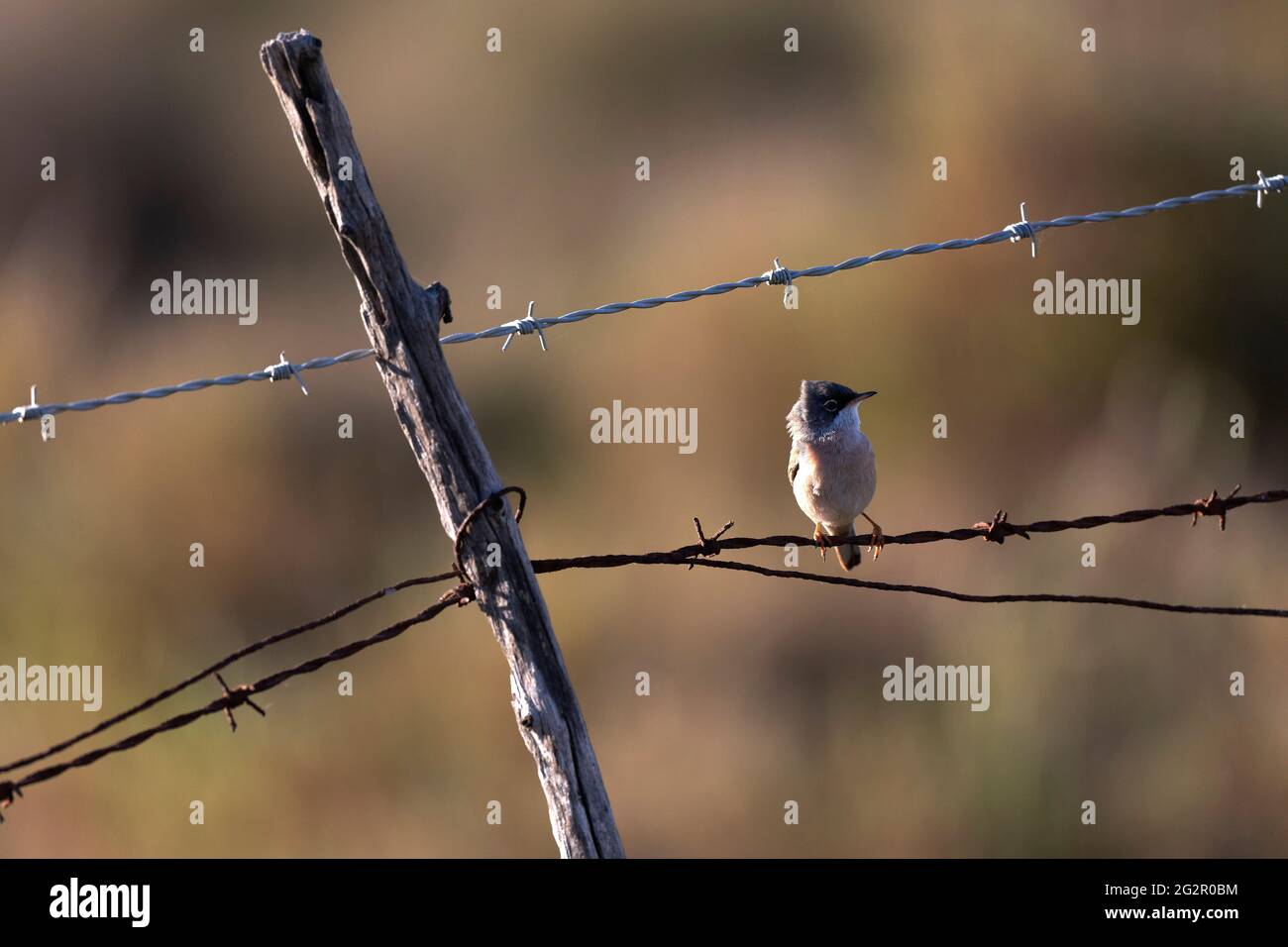 Curruca conspicillata hi-res stock photography and images - Alamy