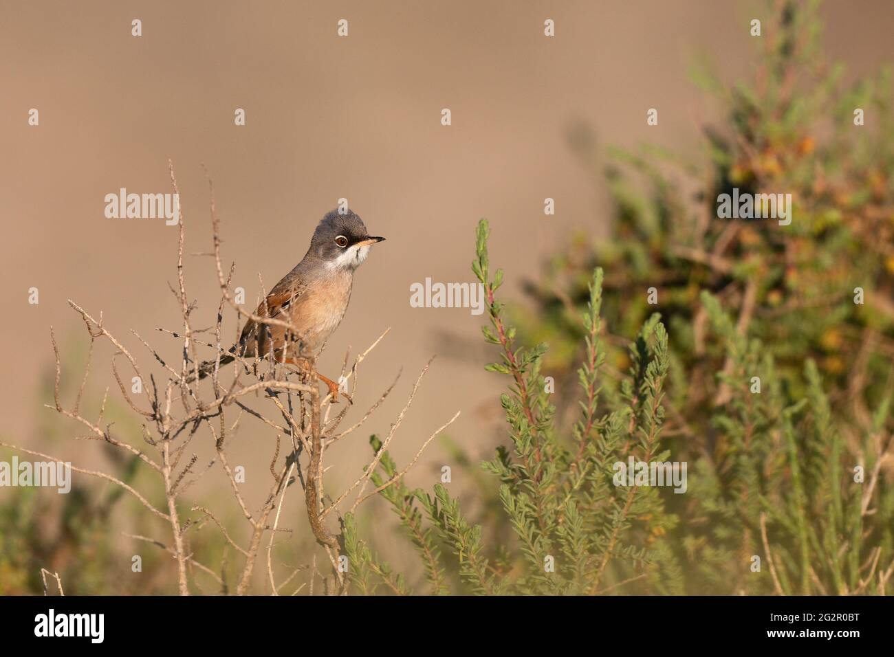 Spectacled Warbler Curruca conspicillata in close-up in the Camargue ...