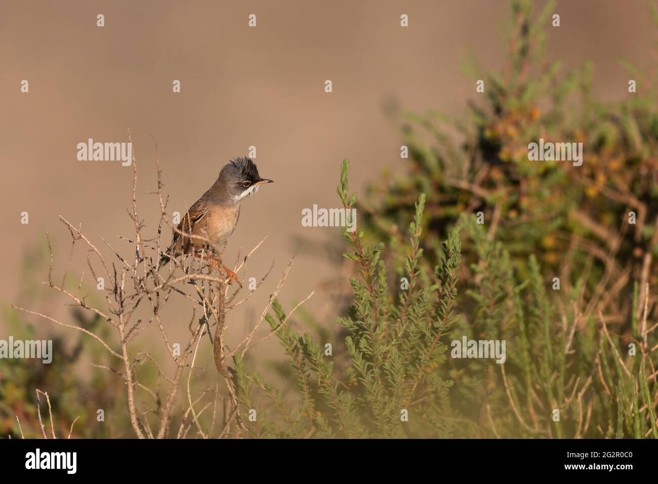 Spectacled Warbler Curruca conspicillata in close-up in the Camargue ...