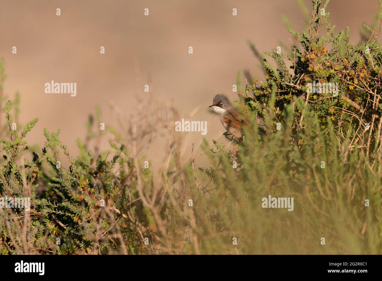 Spectacled Warbler Curruca conspicillata in close-up in the Camargue ...