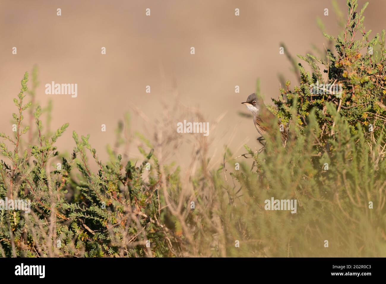 Spectacled Warbler Curruca conspicillata in close-up in the Camargue ...