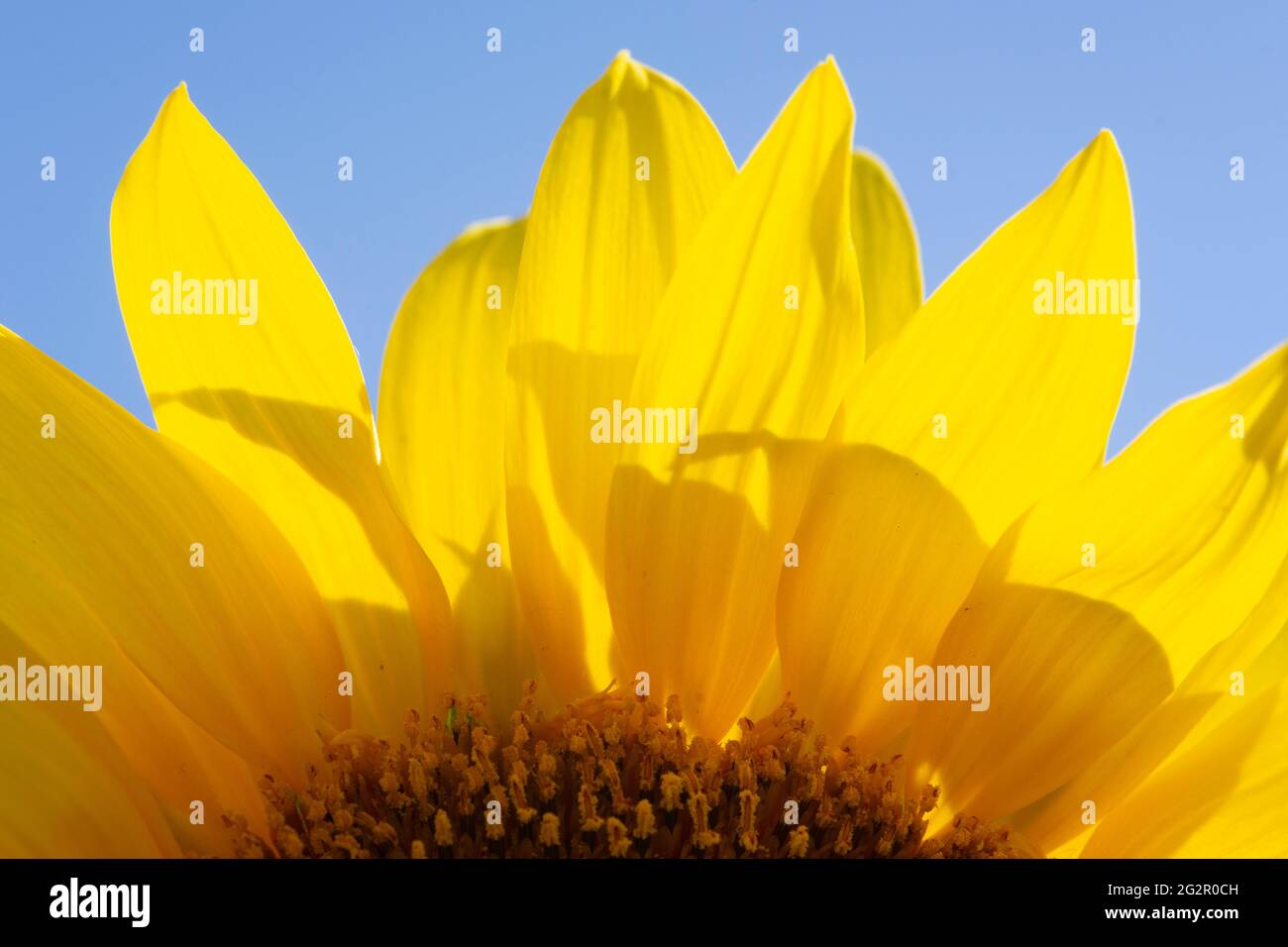Back of sunflower hi-res stock photography and images - Alamy