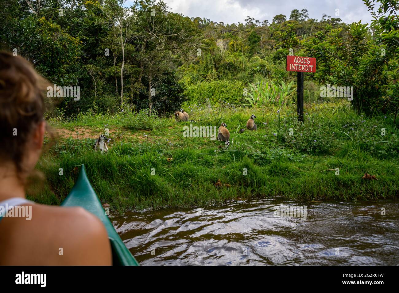 Island of lemures Stock Photo - Alamy