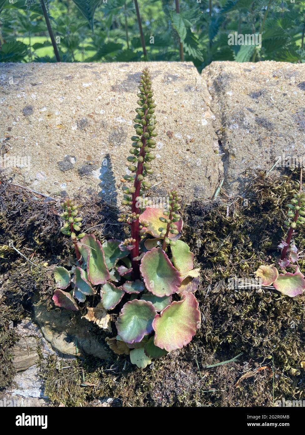 Umbilicus rupestris, the navelwort, penny-pies or wall pennywort, penny ...