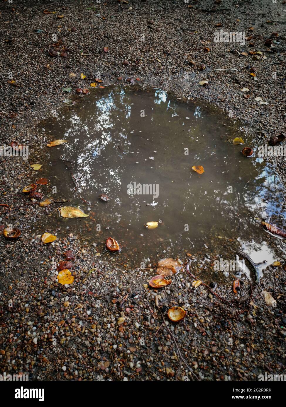 Puddle with rainwater and orange tree leaves Stock Photo - Alamy