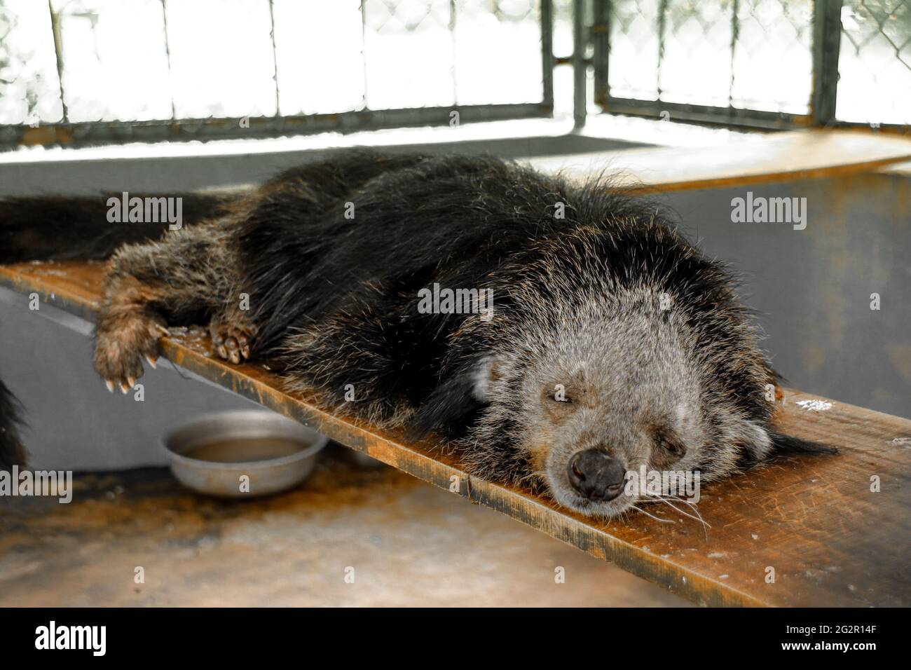 Binturong bearcat sleeping in zoo hi-res stock photography and images ...
