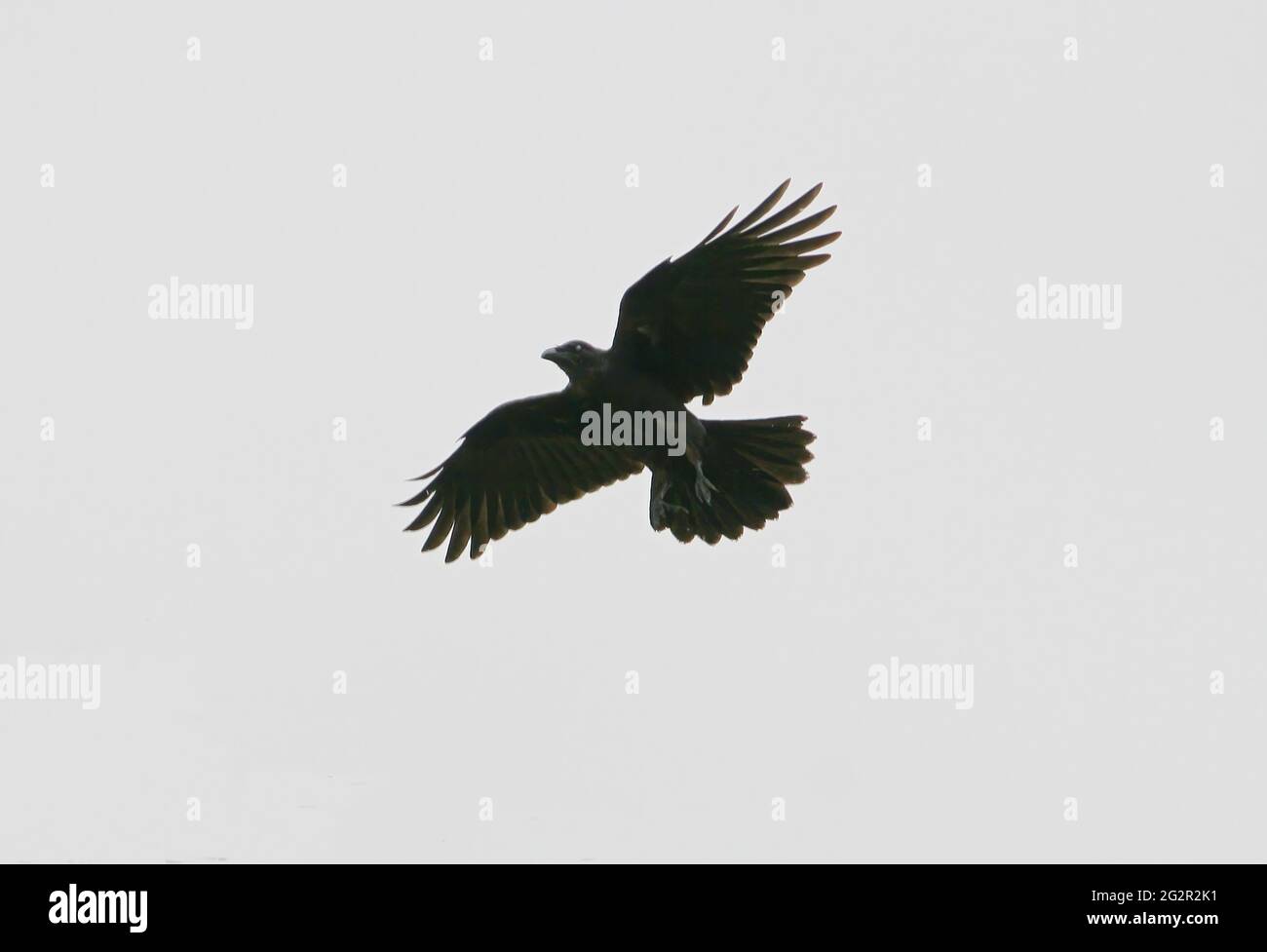 Australian Raven (Corvus coronoides coronoides) adult in flight south ...