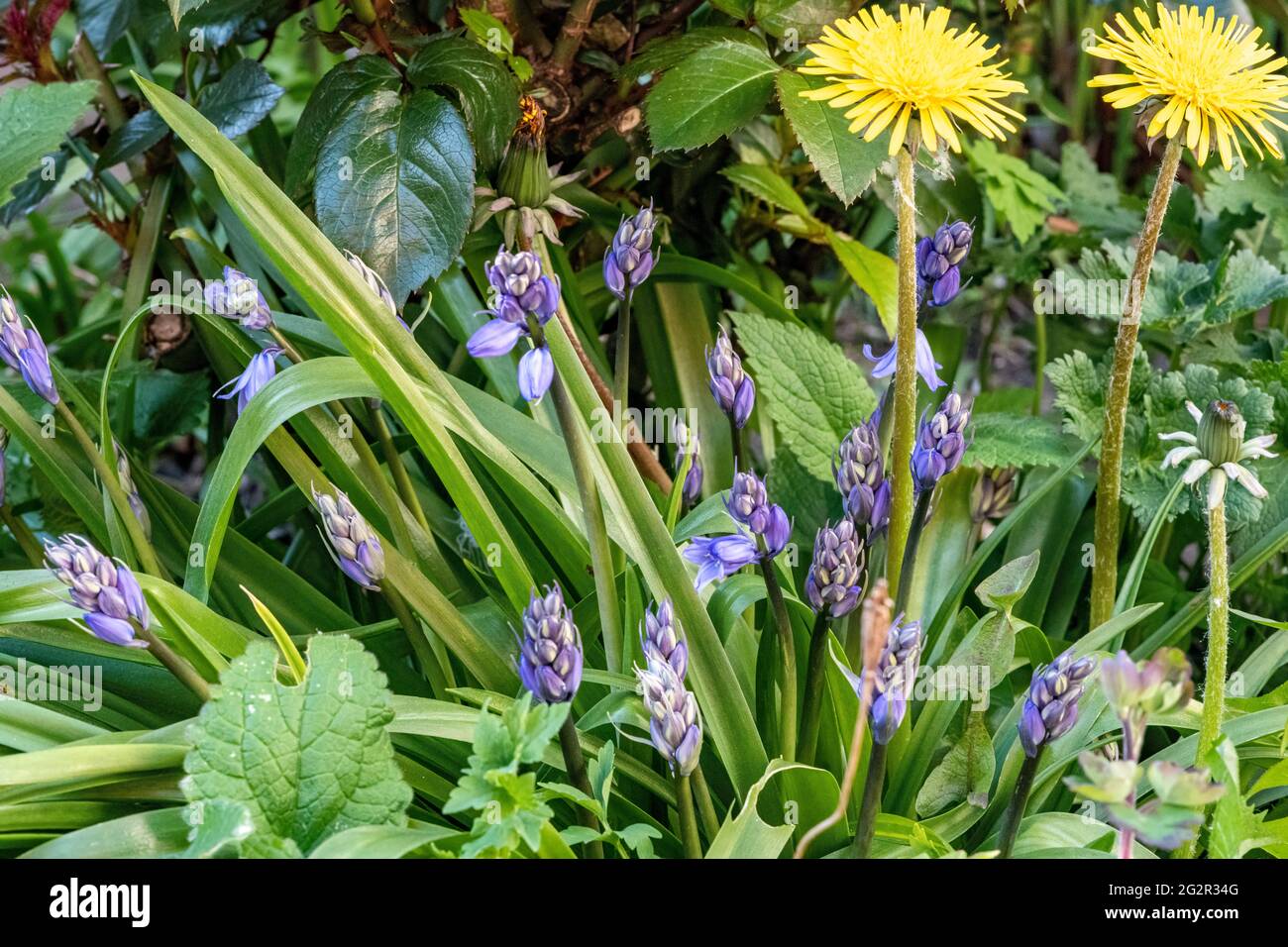 April and may bluebells hi-res stock photography and images - Alamy