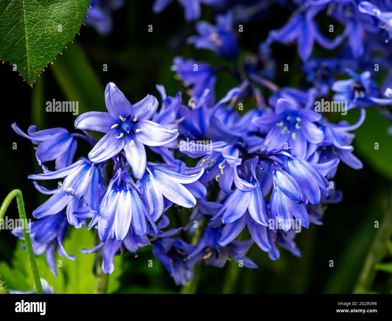 Blue flowers close up hi-res stock photography and images - Alamy