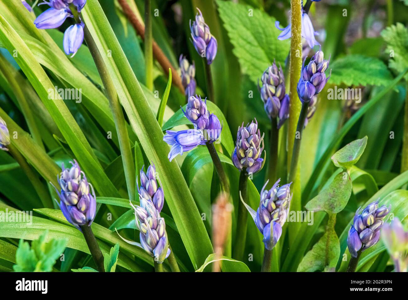 Close up of bluebells hi-res stock photography and images - Alamy
