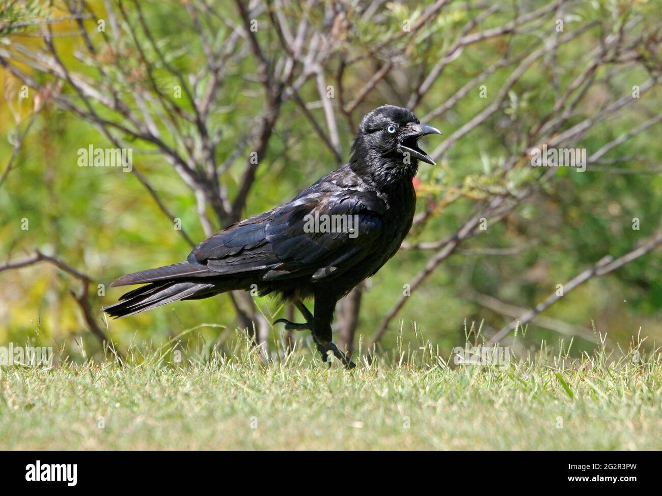 Queensland torresian crow hi-res stock photography and images - Alamy
