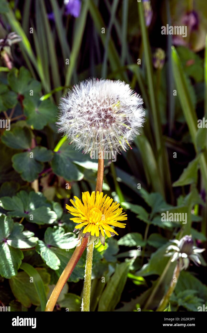 dandelions in the garden Stock Photo - Alamy