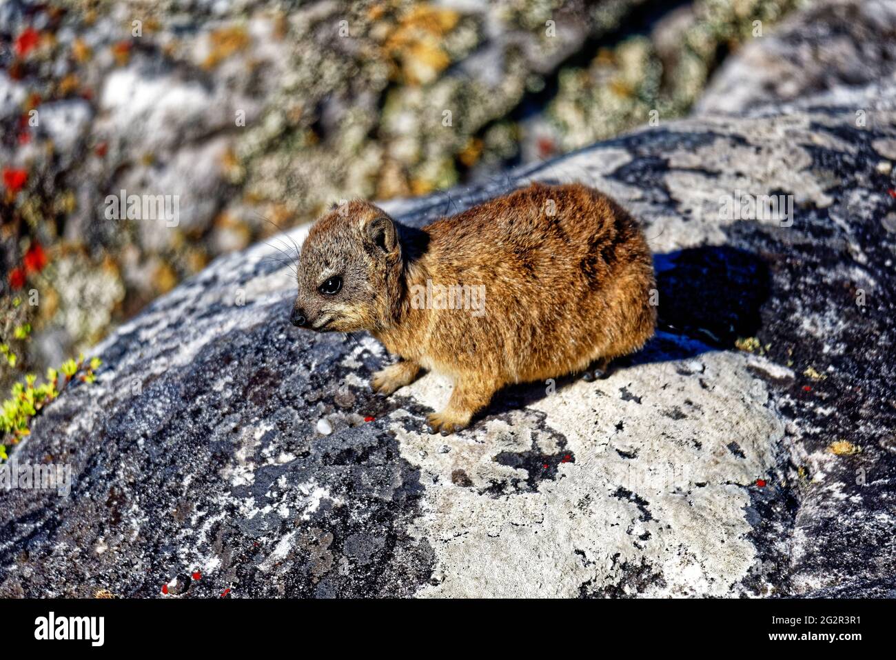 Rock rabbit on Table Mountain Stock Photo - Alamy