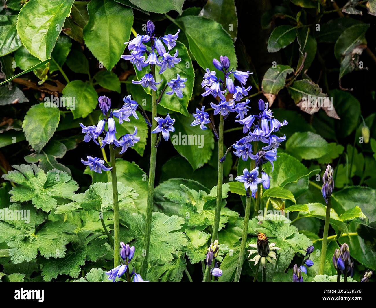 Early bluebells hi-res stock photography and images - Alamy