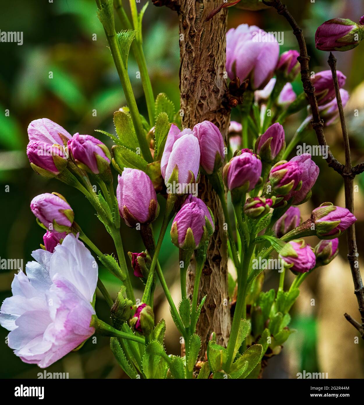 flowering cherry tree Stock Photo - Alamy