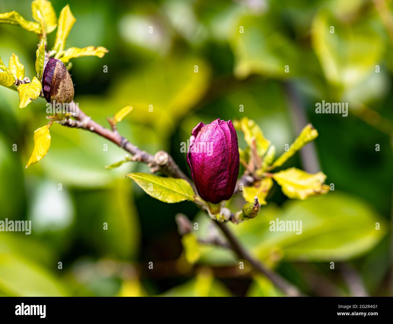 Scarlet magnolia tree hi-res stock photography and images - Alamy