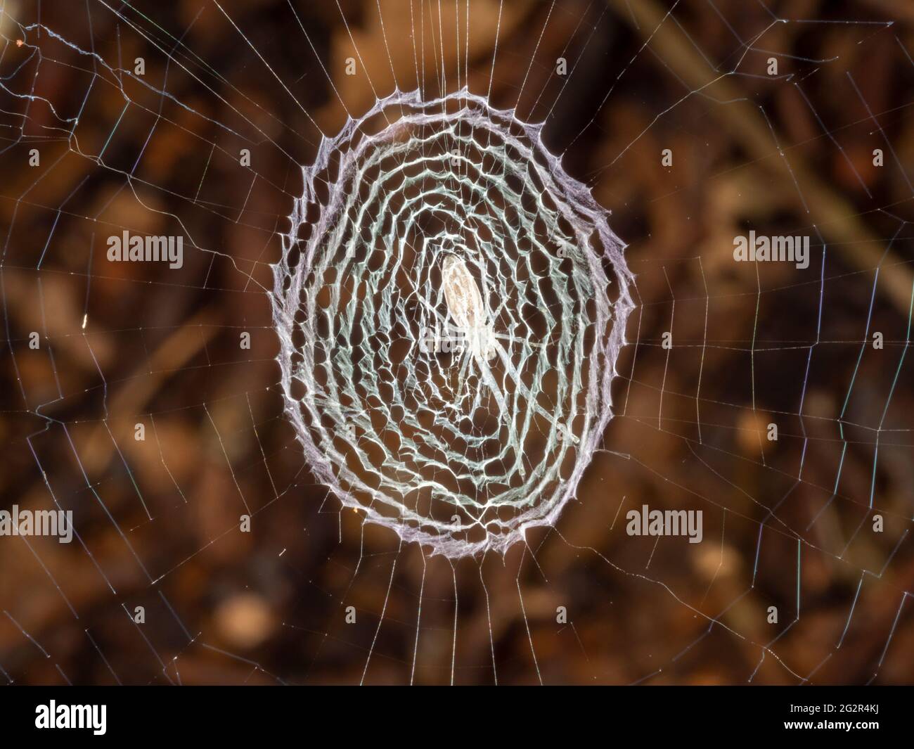 Small spider camouflaged in the white silk circle in the centre of its ...