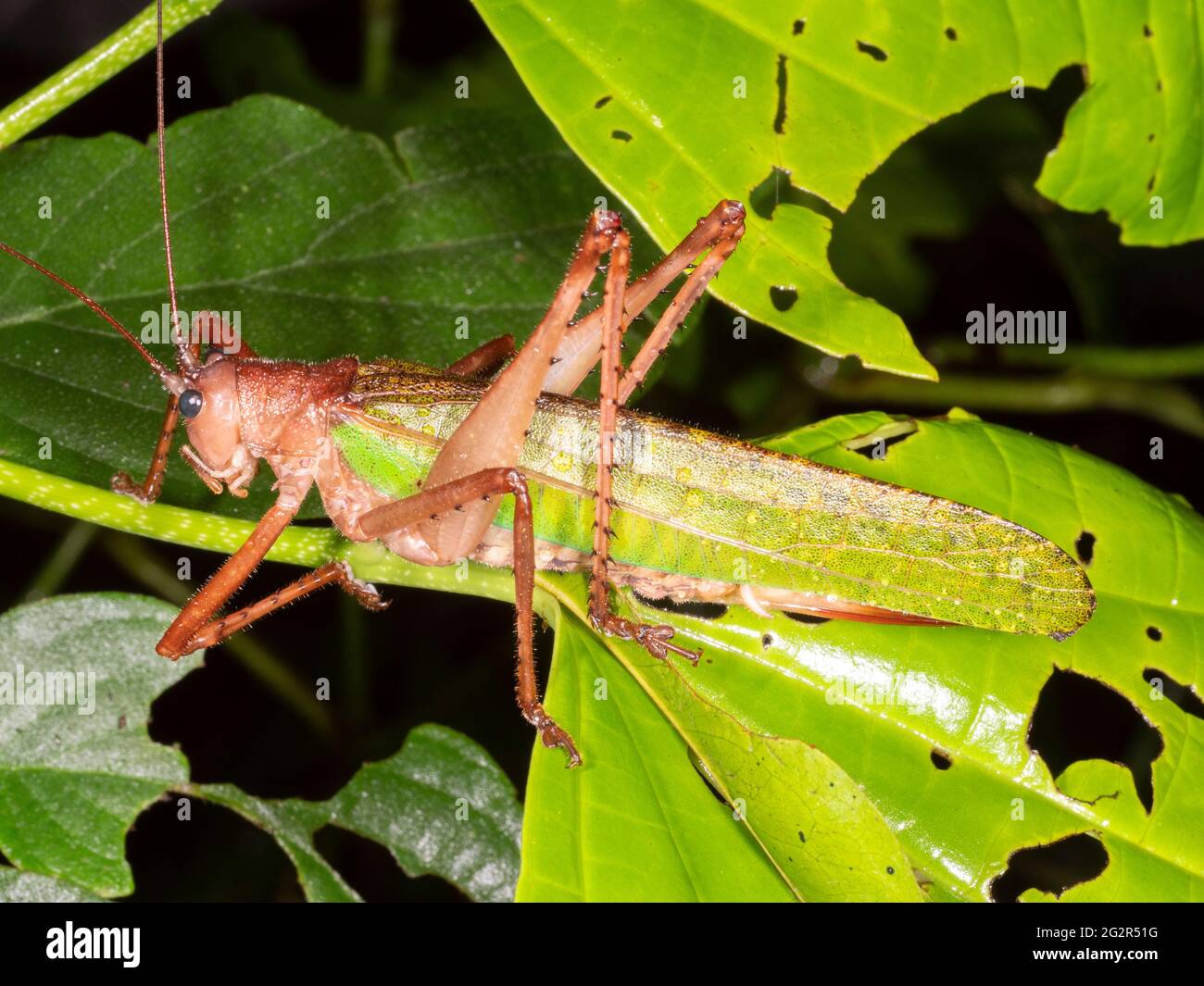 A large green bush cricket (Tettigoniidae) in the rainforest understory ...