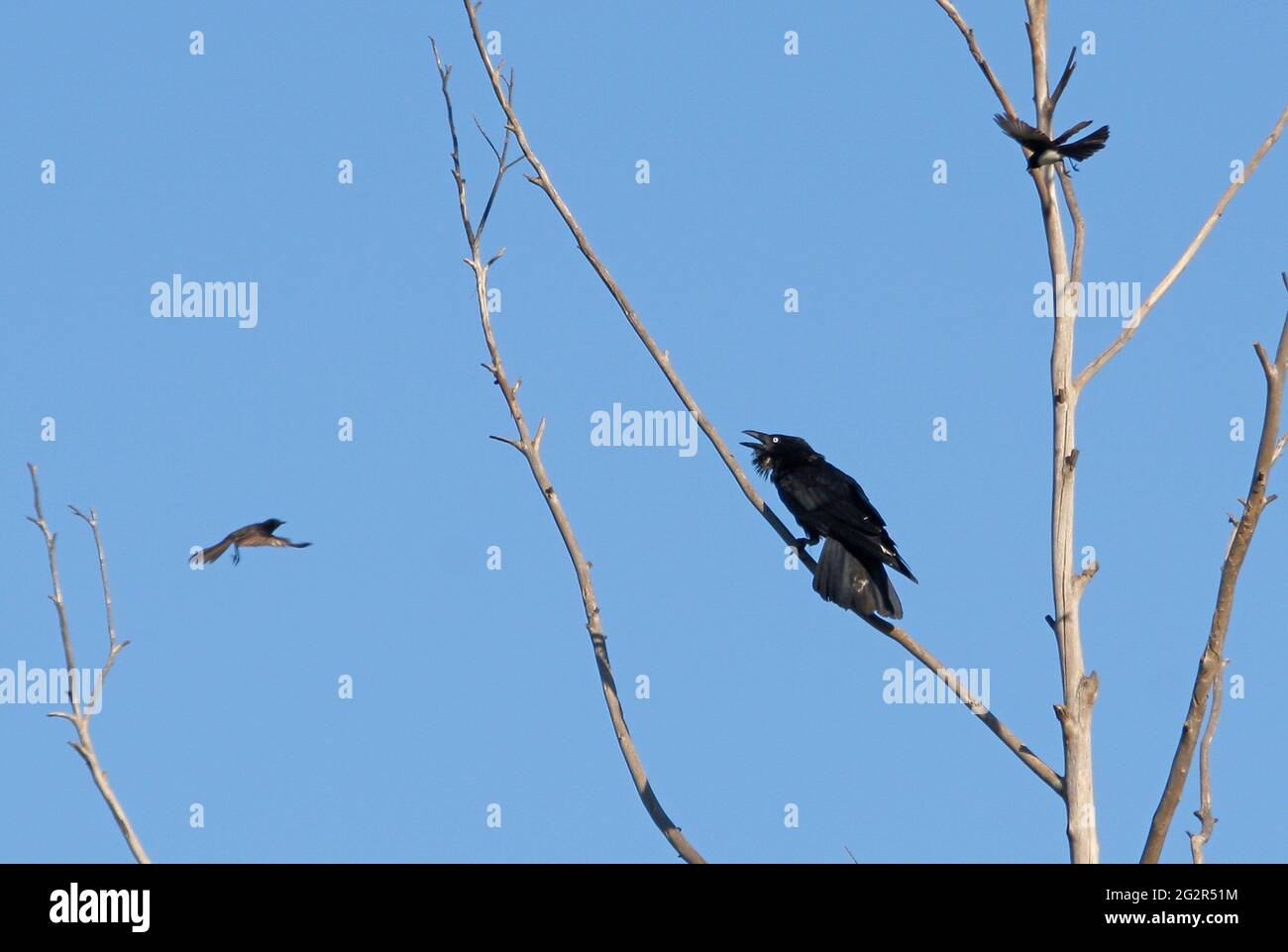 Torresian Crow (Corvus orru cecilae) and Willie Wagtail (Rhipidura ...