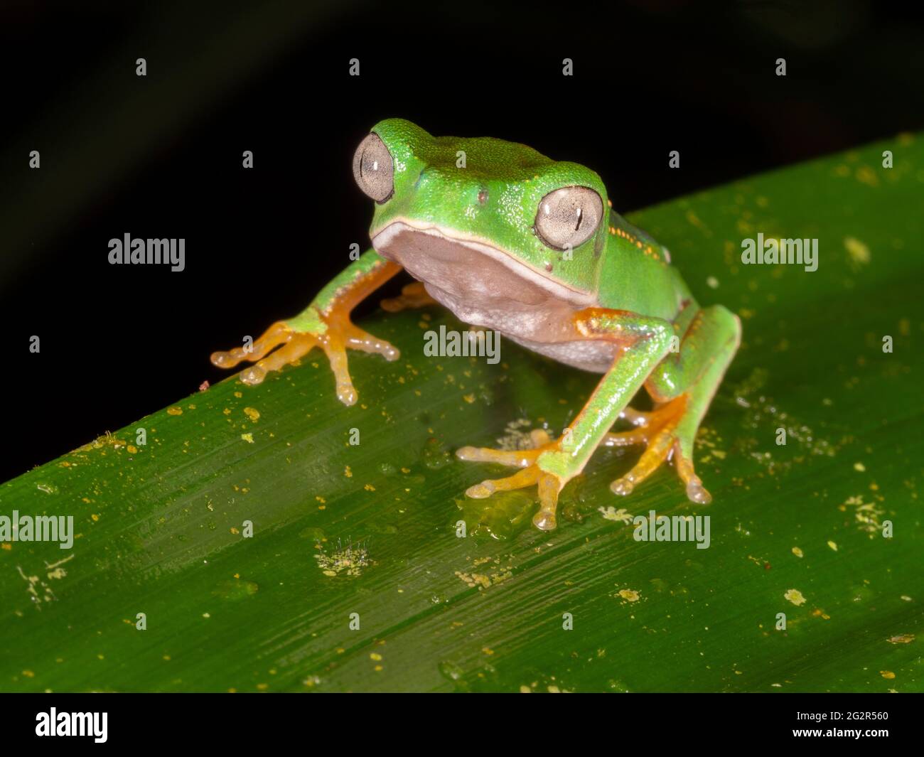 Juvenile white-lined leaf frog (Phyllomedusa vaillantii) in the ...