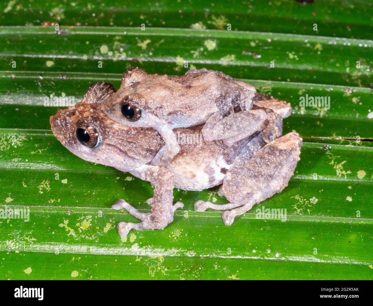 Pair of Upper Amazon rain frogs (Pristimantis altamazonicus) in ...
