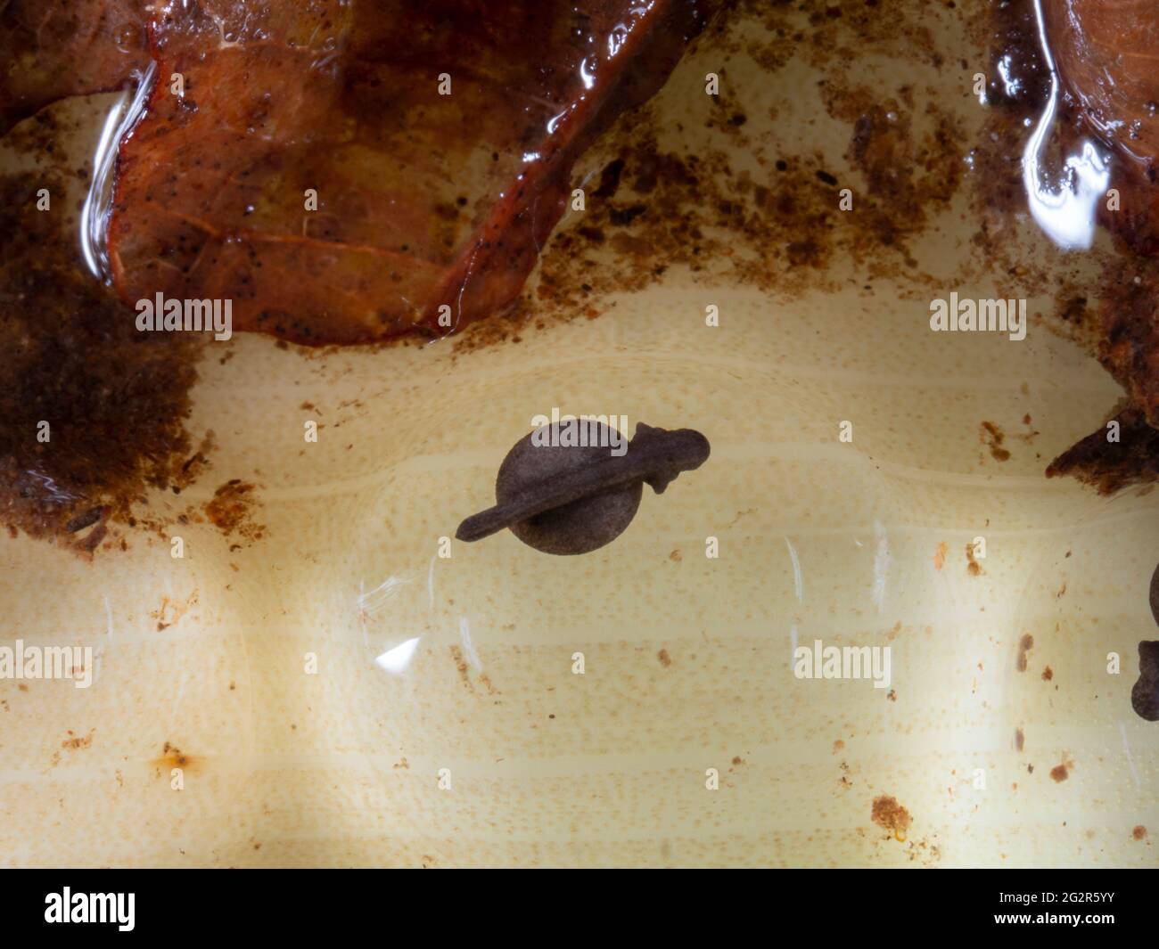 Dyeing Poison Dart Frog Eggs