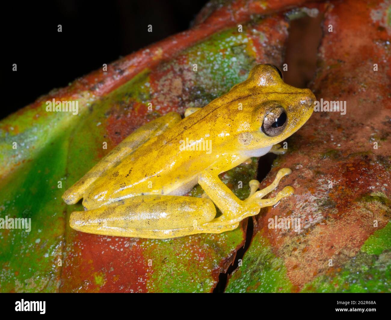 Tetete Treefrog (Boana tetete) in the rainforest, Napo province ...