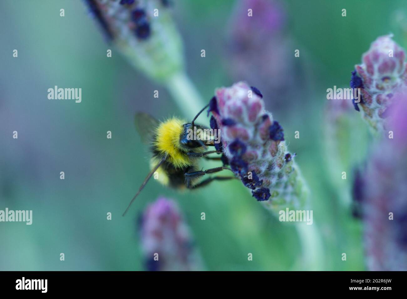 Early bumblebee (bombus pratorum) uk hi-res stock photography and ...