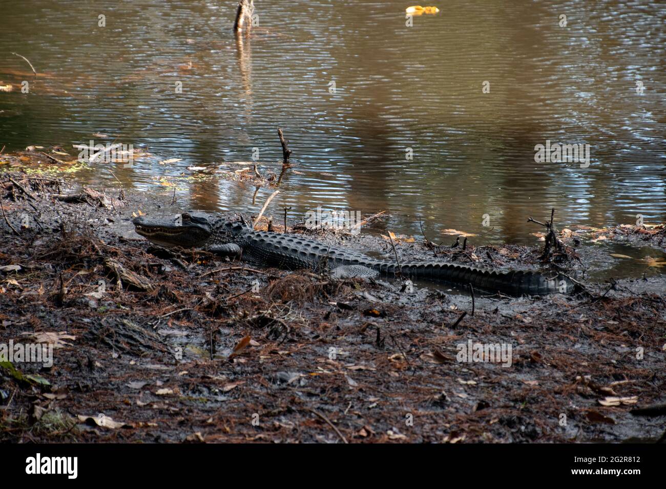 A small alligator laying down on the banks of a swamp Stock Photo - Alamy