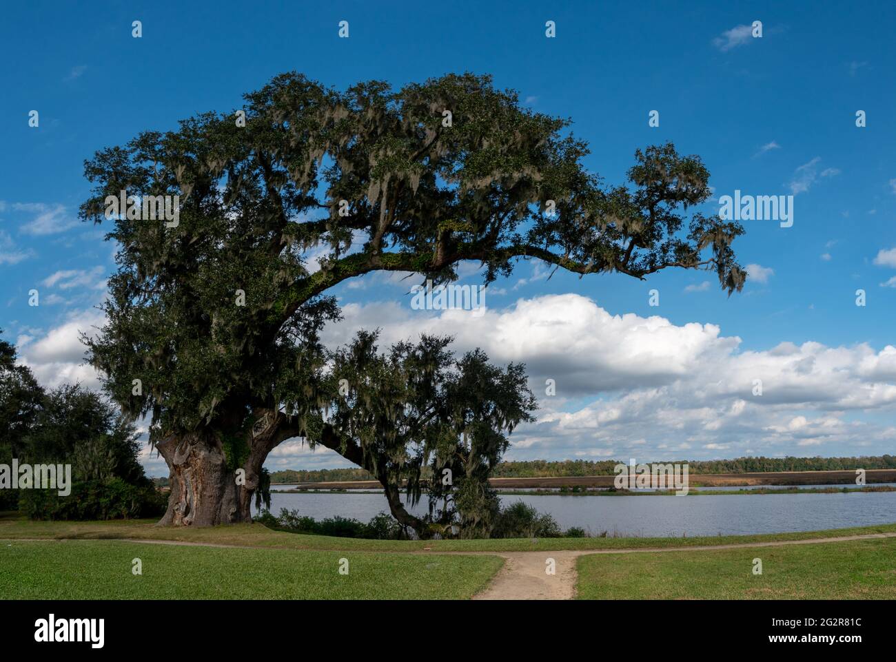 The massive Middleton Oak tree located in Charleston, South Carolina ...