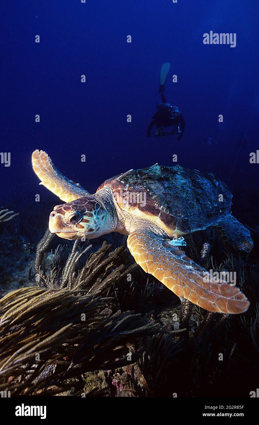 Loggerhead sea turtle, scuba diver with camera in background, Palm ...