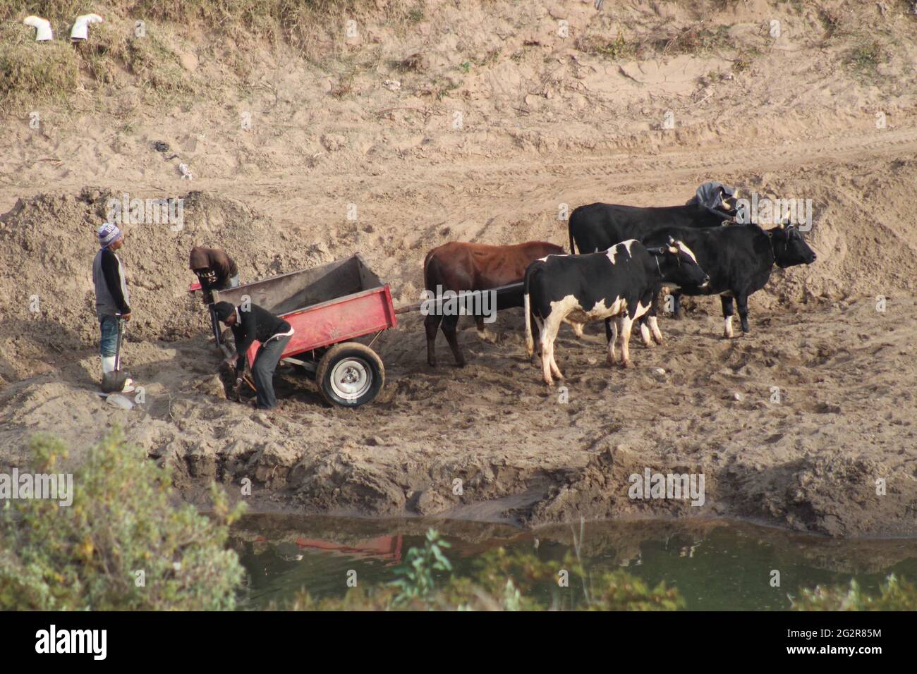 A bodyguard fixes Basotho Action Party leader Nqosa Mahao's face mask ...