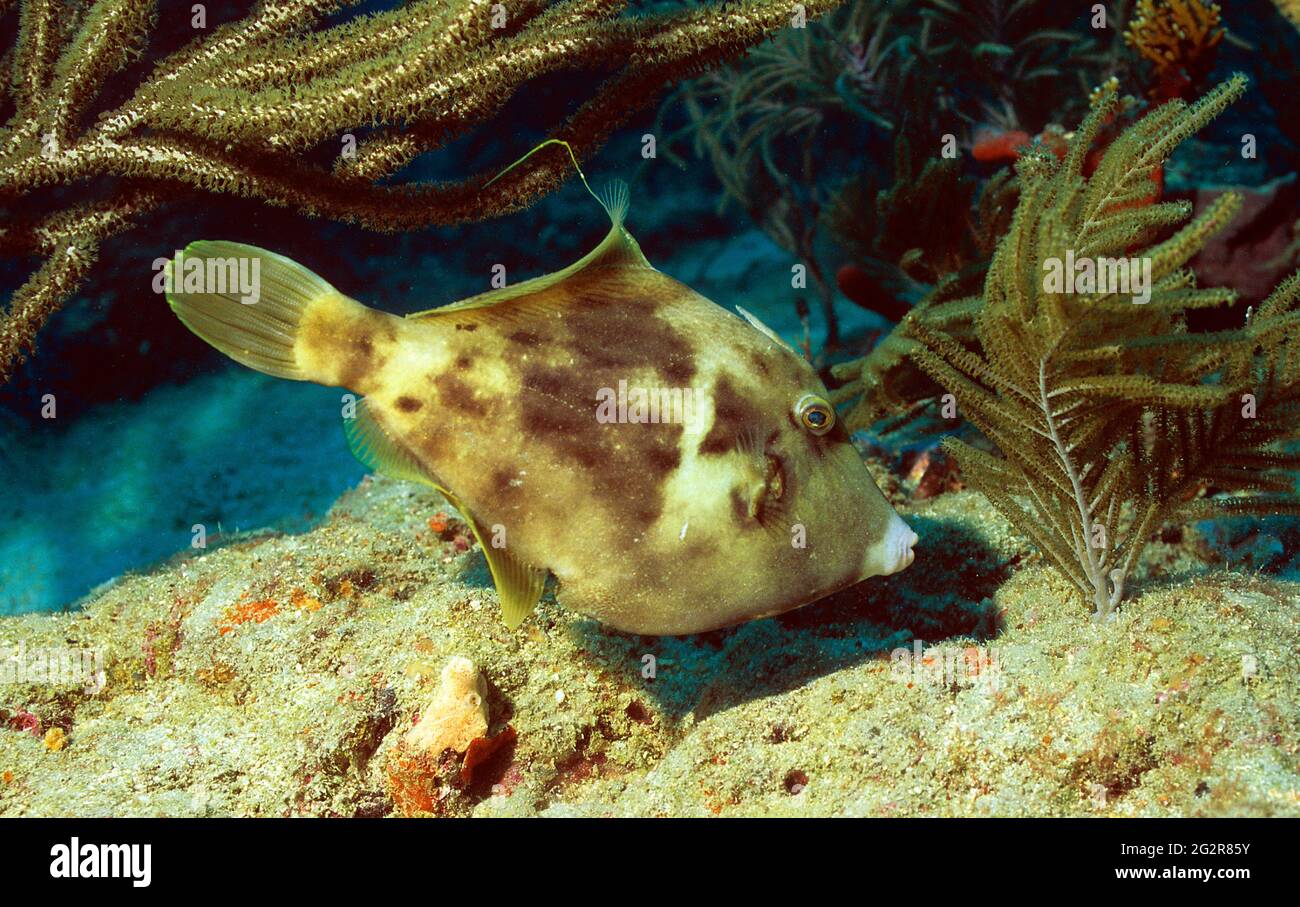 Whitespotted filefish hi-res stock photography and images - Alamy