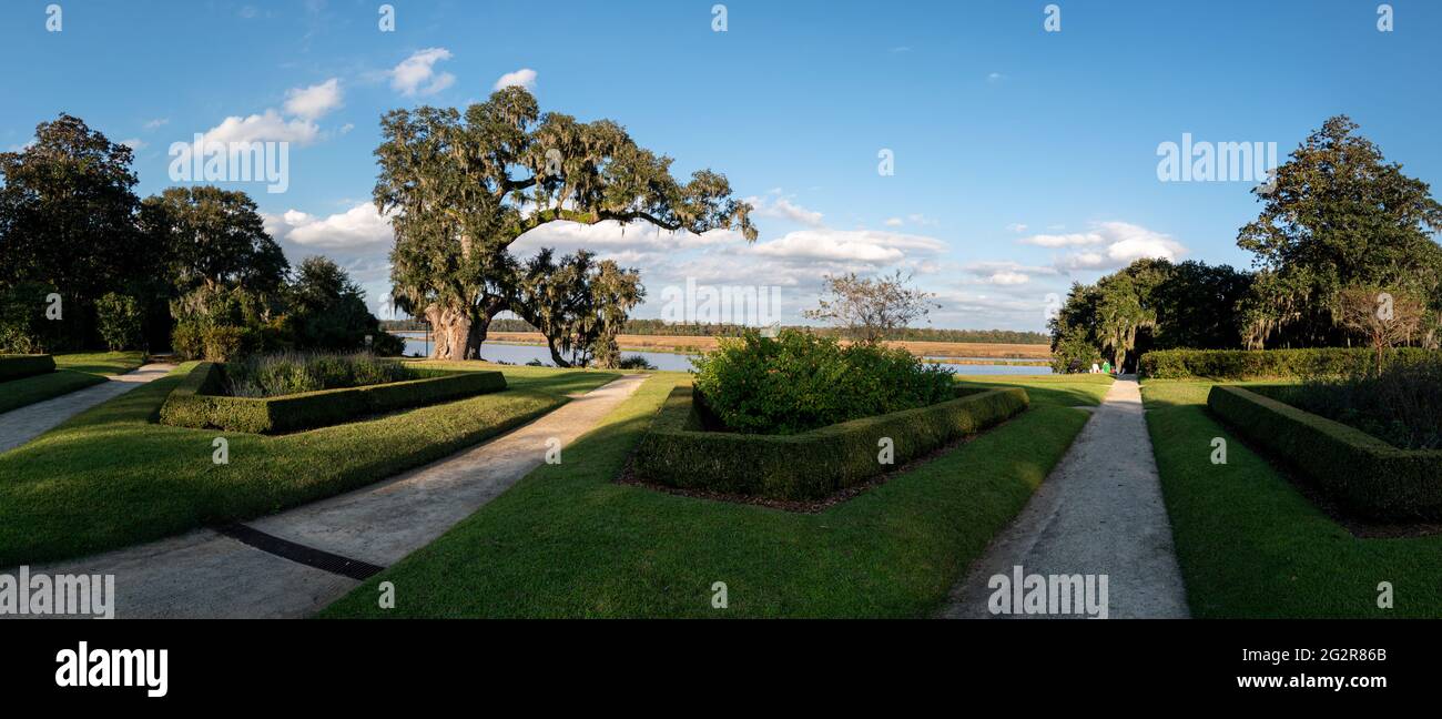 The massive Middleton Oak tree located in Charleston, South Carolina ...