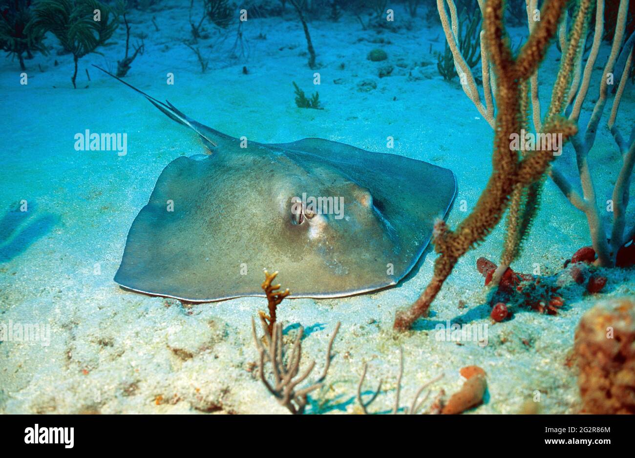 Southern stingray, West Palm Beach, Florida Stock Photo - Alamy