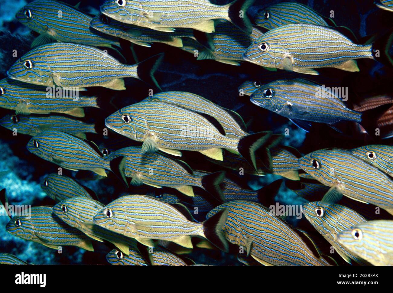 School of bluestriped grunts (Haemulon sciurus), Florida Keys Stock ...