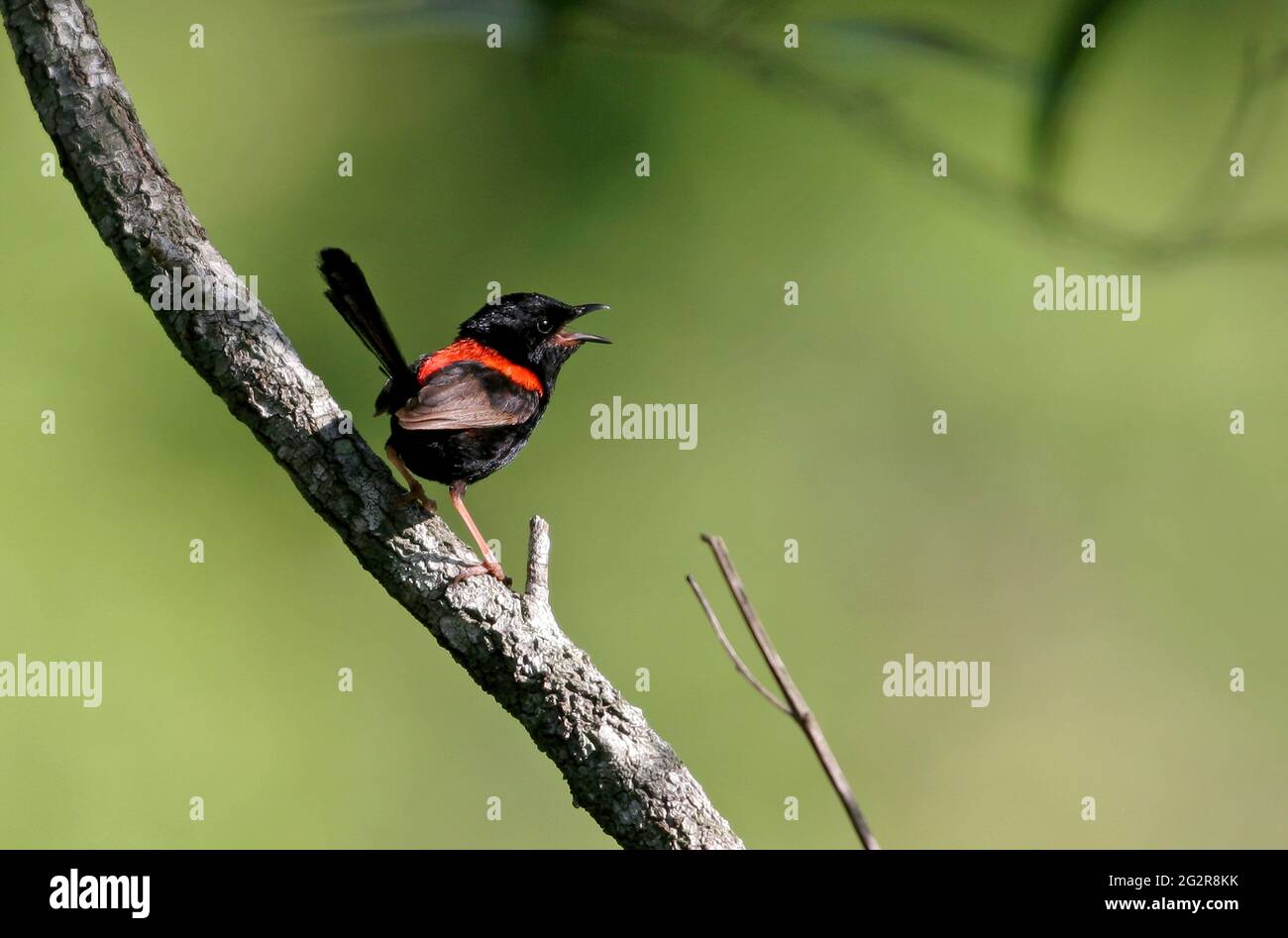 Red-backed Fairy-wren (Malurus melanocephalus melanocephalus) adult ...