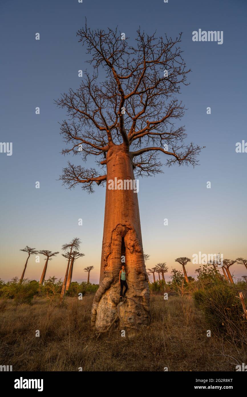 Evening at the avenue de Boabab Stock Photo - Alamy