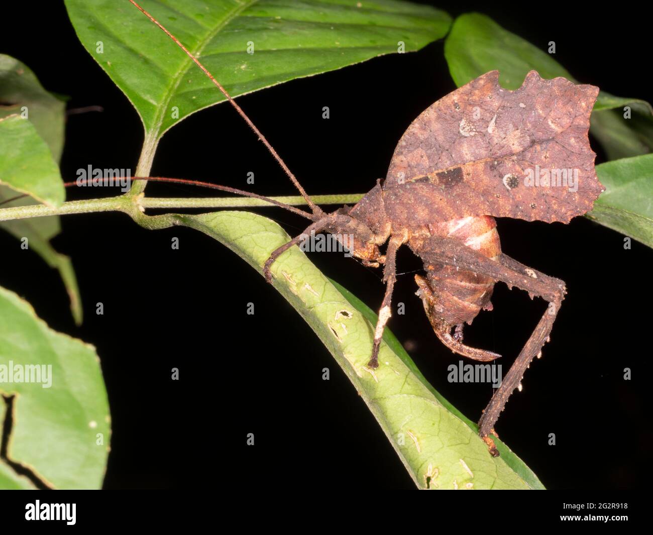 Leaf mimic katydid (Typhophyllum sp.) i the rainforest, Napo province ...